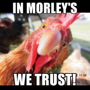 20 Chicken Memes That Are Surprisingly Funny - SayingImages.com