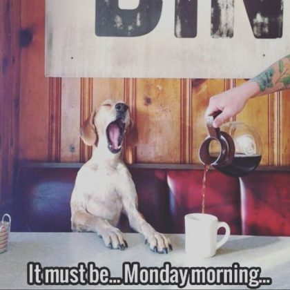 100 Funny Monday Memes To Start Your Week Right - SayingImages.com