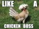 20 Chicken Memes That Are Surprisingly Funny - SayingImages.com