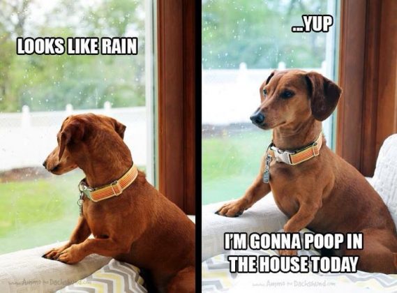 24 Dachshund Memes That Will Totally Make Your Day - SayingImages.com