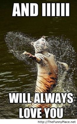 80 Love Memes You'll Be Really Happy to See - SayingImages.com