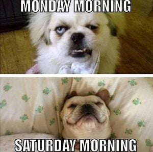 100 Funny Monday Memes To Start Your Week Right - SayingImages.com