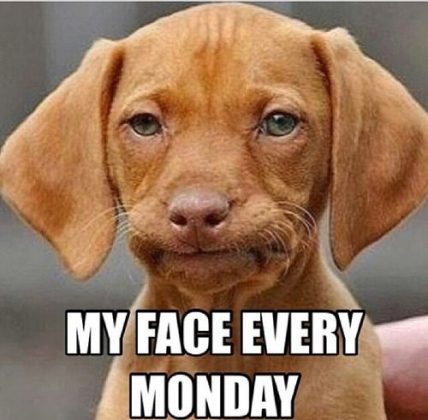 100 Funny Monday Memes To Start Your Week Right - SayingImages.com