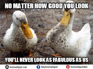 20 Totally Adorable Duck Memes You Won't Be Able To Resist ...