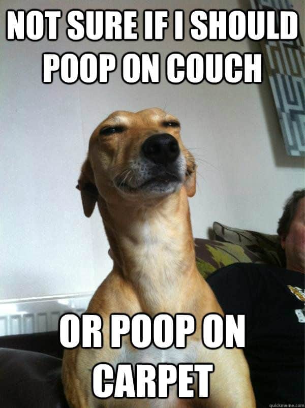 30 Poop Memes You Just Need To See Right Now SayingImages