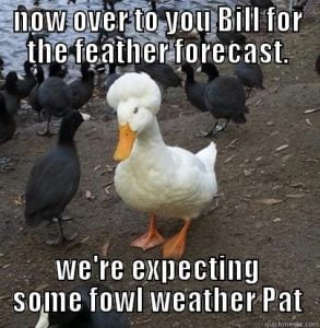 20 Totally Adorable Duck Memes You Won't Be Able To Resist ...