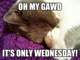 30 Really Funny Wednesday Memes to Get You Through The Week ...
