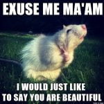 35 Best Romantic Memes For Your Loved One - SayingImages.com