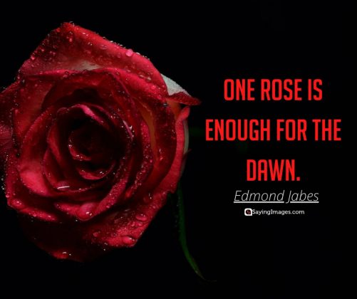 35 Amazing Roses Quotes That Celebrate Life's Beauty - SayingImages.com