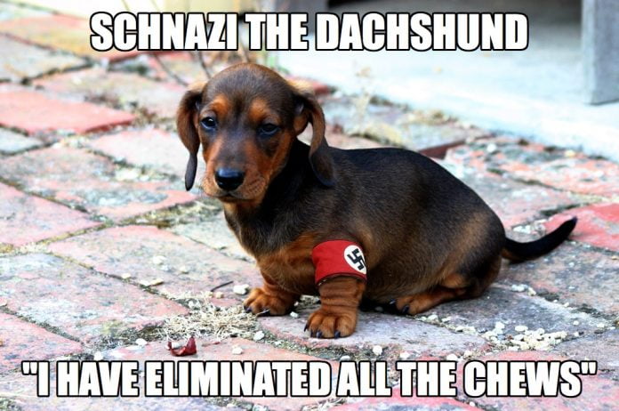 24 Dachshund Memes That Will Totally Make Your Day - SayingImages.com