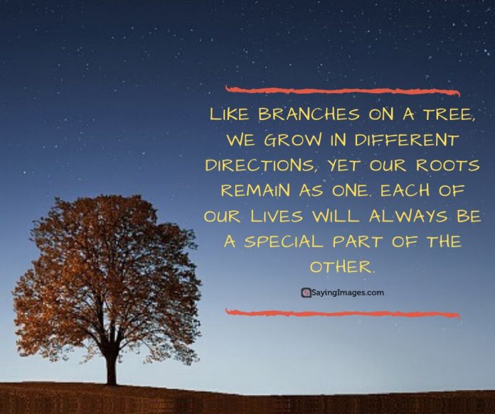 40 Wonderful Siblings Quotes to Make You Feel Extra Grateful ...