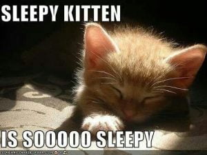 25 Best Sleepy Memes - SayingImages.com
