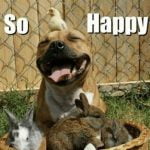 40 Happy Memes To Make You Feel A Whole Lot Better - SayingImages.com