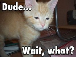 20 Wait What Memes For When You Ran Out of Words to Say - SayingImages.com