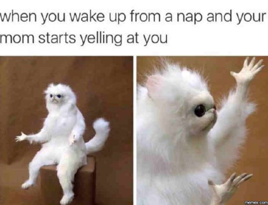 20 Wake Up Memes to Turn Your Day Around - SayingImages.com