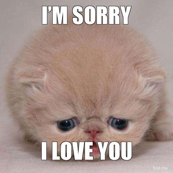 40 Adorable I m Sorry Memes People Won t Be Able To Resist