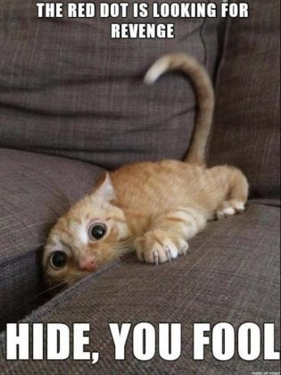 20 Cute Cat Memes to Put You in a Good Mood - SayingImages.com