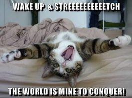 20 Wake Up Memes to Turn Your Day Around - SayingImages.com