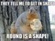 20 Squirrel Memes That Will Melt Your Heart - SayingImages.com