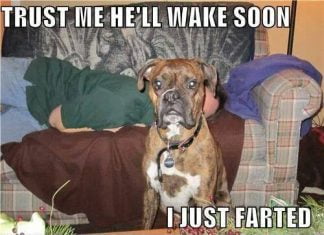 35 Fart Memes That Will Make You Stop and Laugh - SayingImages.com