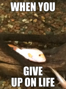 30 Hilarious Life Memes to Complete Your Day - SayingImages.com