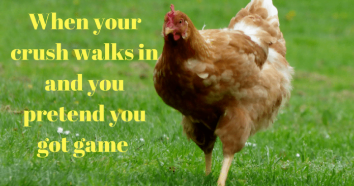 20 Chicken Memes That Are Surprisingly Funny - SayingImages.com