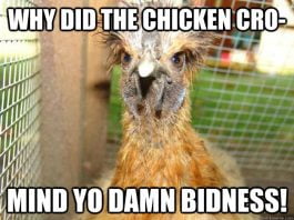 20 Chicken Memes That Are Surprisingly Funny - SayingImages.com