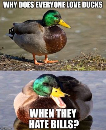 20 Totally Adorable Duck Memes You Won't Be Able To Resist ...