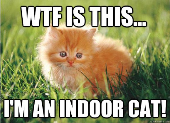 20 Cute Cat Memes to Put You in a Good Mood - SayingImages.com