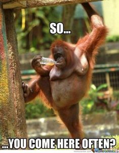 25 Funny Monkey Memes You'll Totally Fall In Love With - SayingImages.com