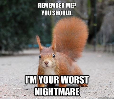 20 Squirrel Memes That Will Melt Your Heart - SayingImages.com